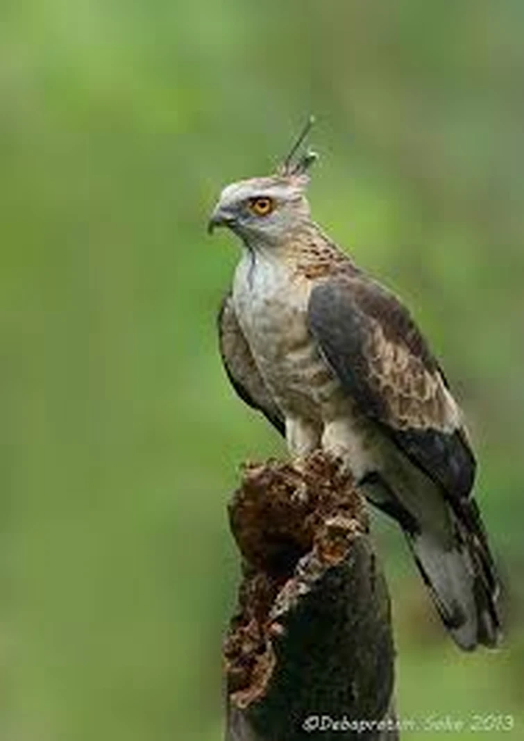 squibble q n a 😎😎 | Fandom