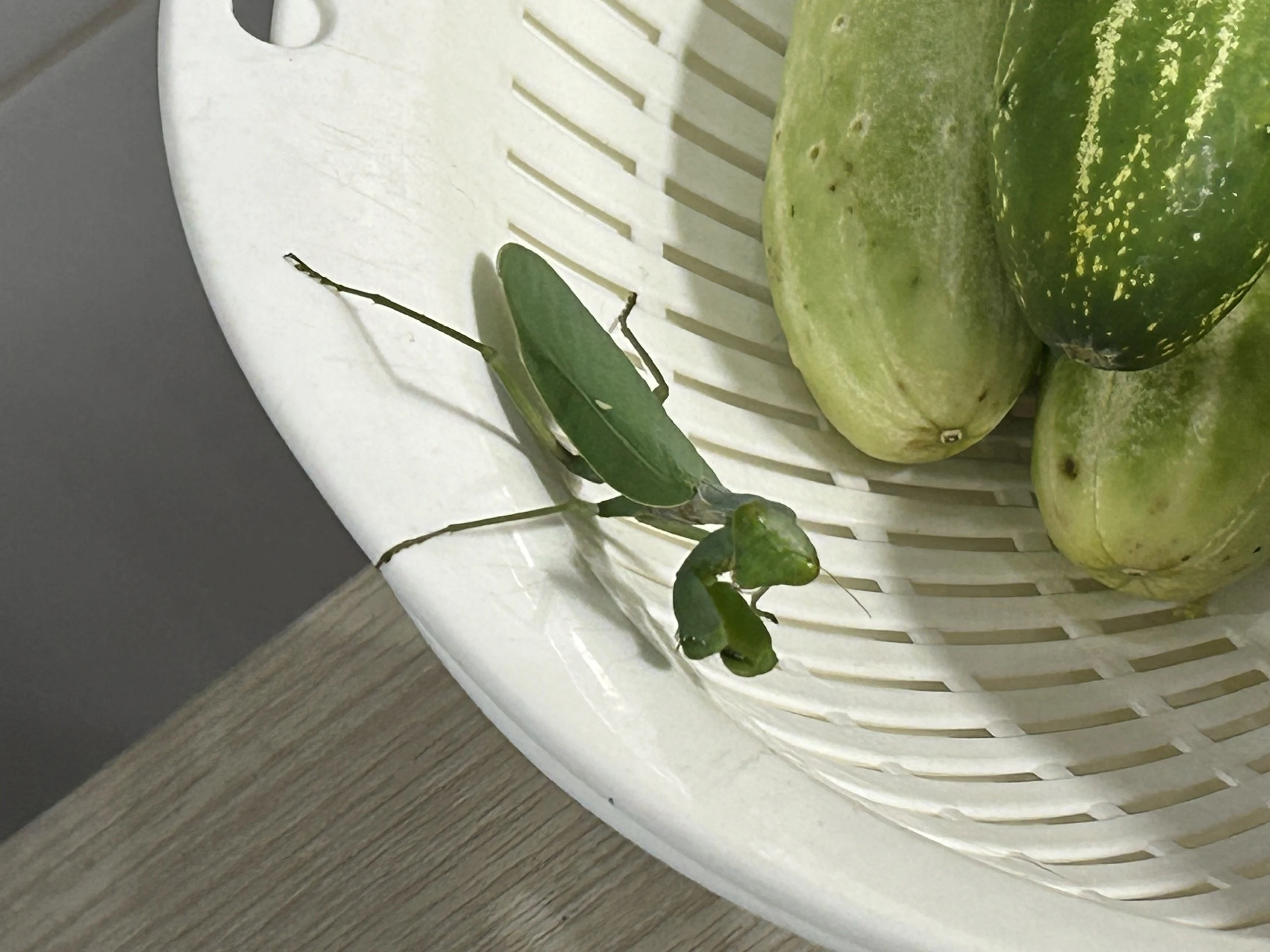 Mr. Mantis 🦗 | Fandom