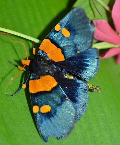 Swordtail is just the African Peach moth | Fandom