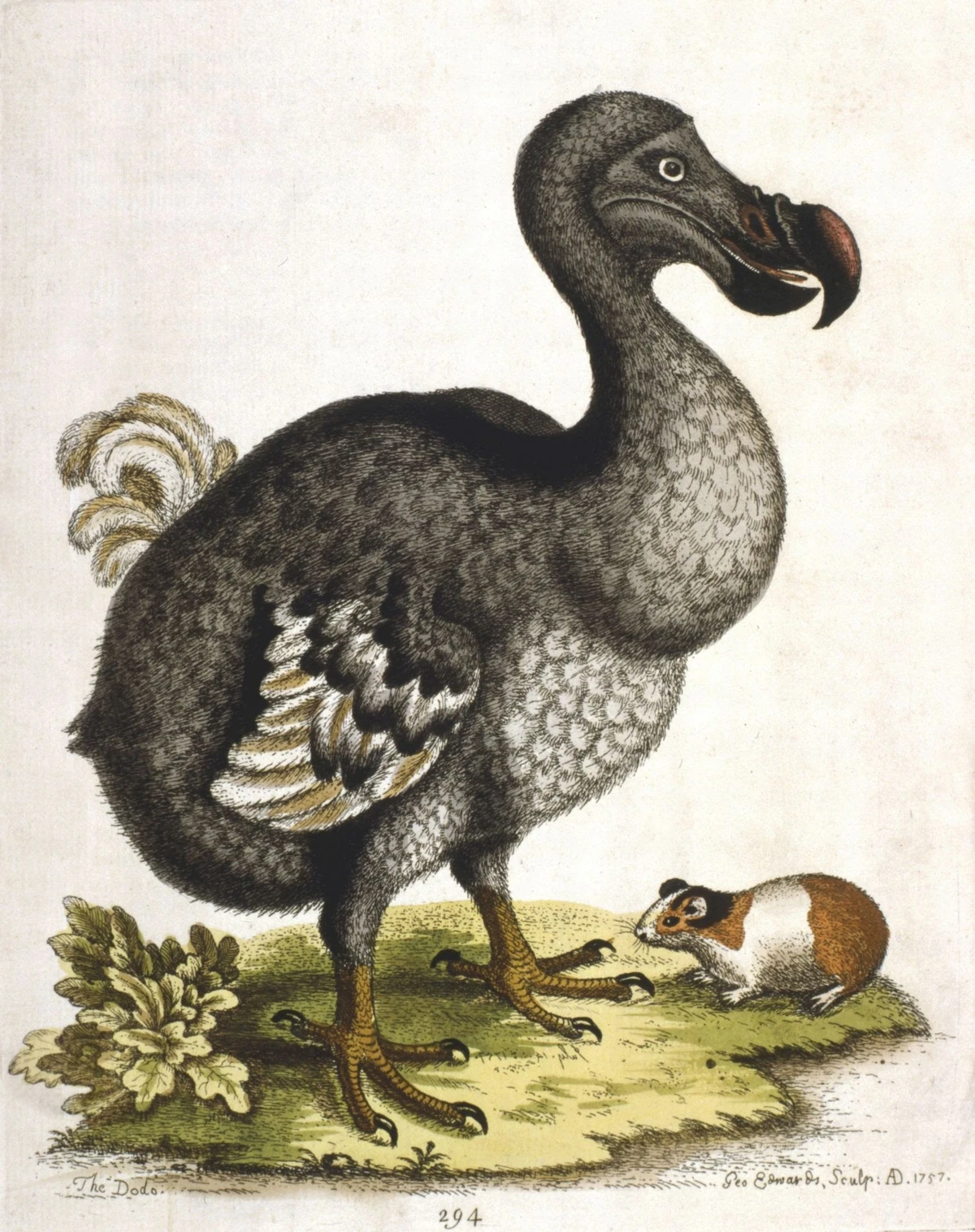 Dodo (Oiseau) | Wiki Célestopol | Fandom