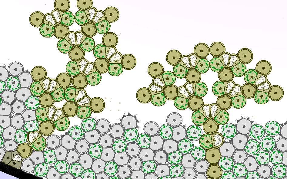 Species:Angel Coral | Cell Lab Wikia | Fandom