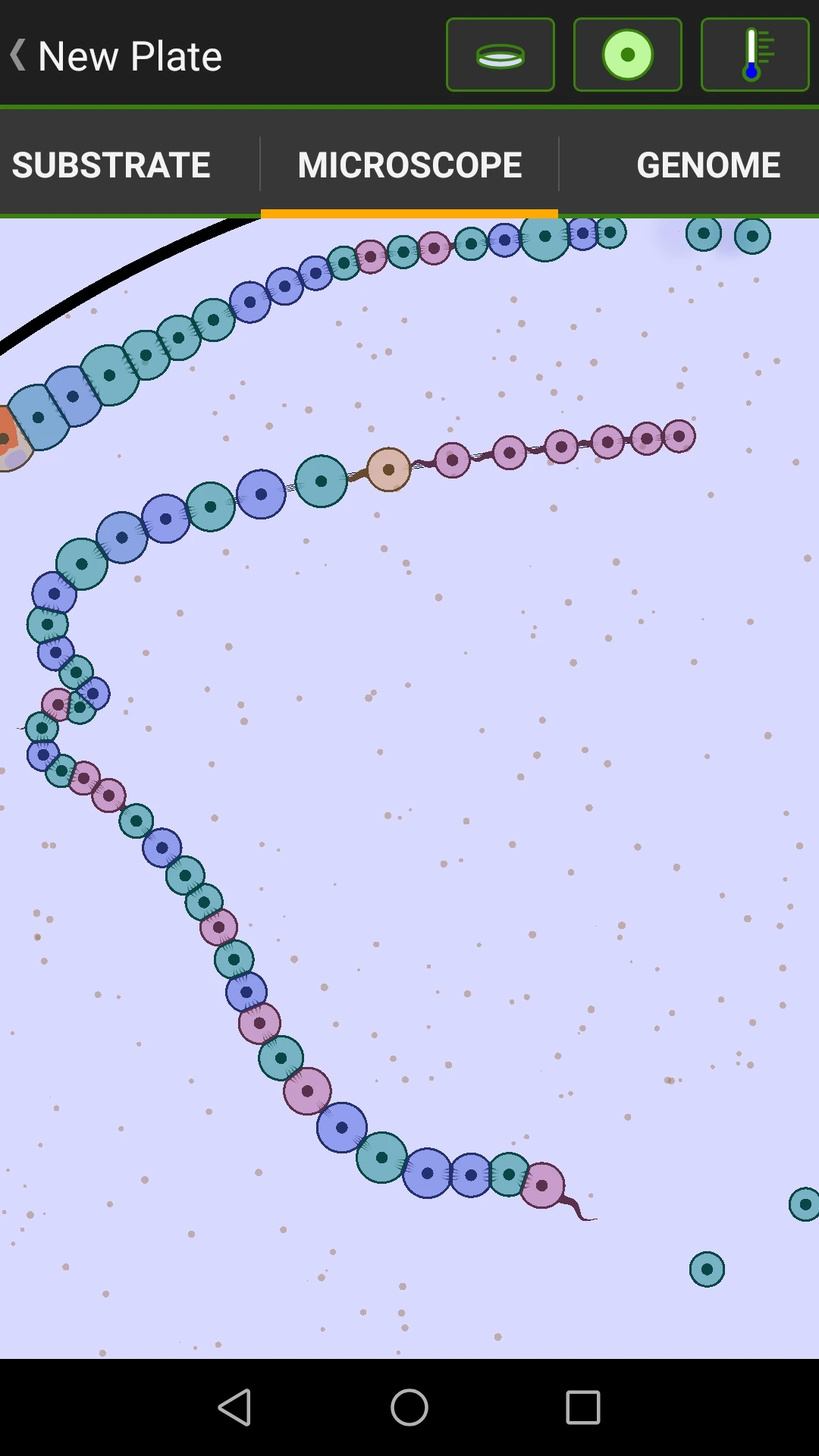 Species:Bug Worm | Cell Lab Wikia | Fandom