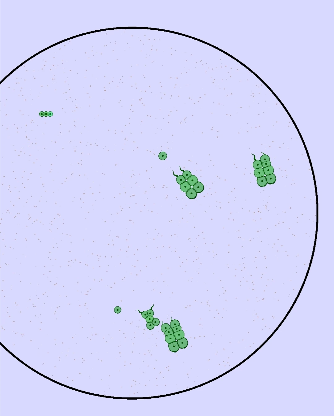 Cubical Flagellacilio | Cell Lab Wikia | Fandom