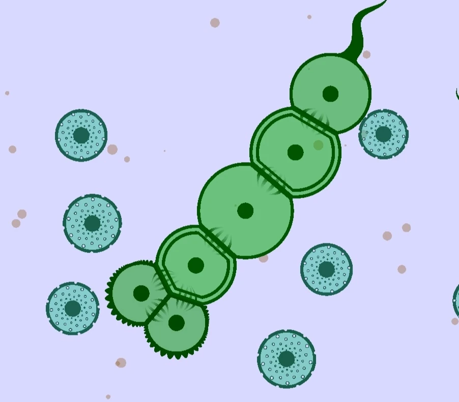 Volvox Microscope Labeled
