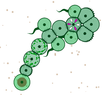 Lizard | Cell Lab Wikia | Fandom