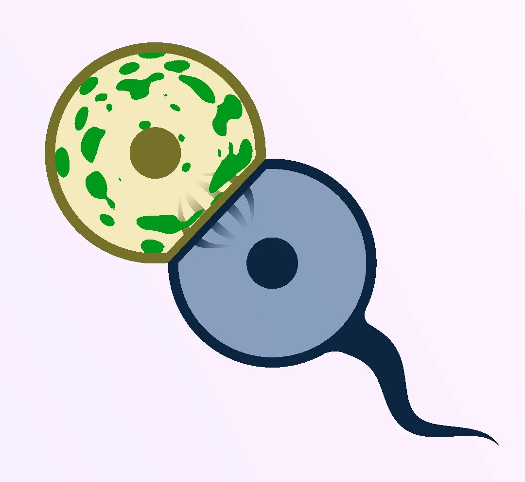 Обыкновенный пловец-водоросль | Cell lab вики | Fandom