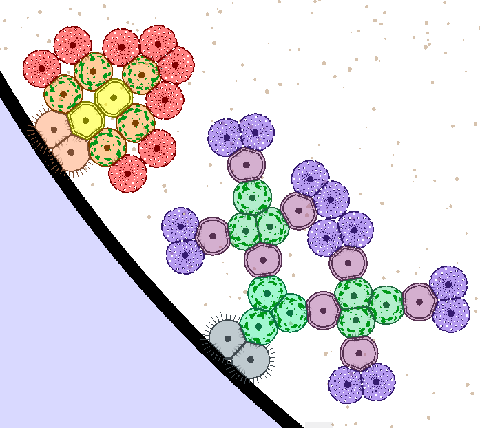 Species:Brain Coral | Cell Lab Wikia | Fandom