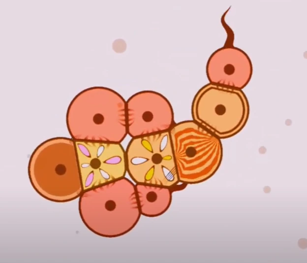 Shrimp | Cell Lab Wikia | Fandom