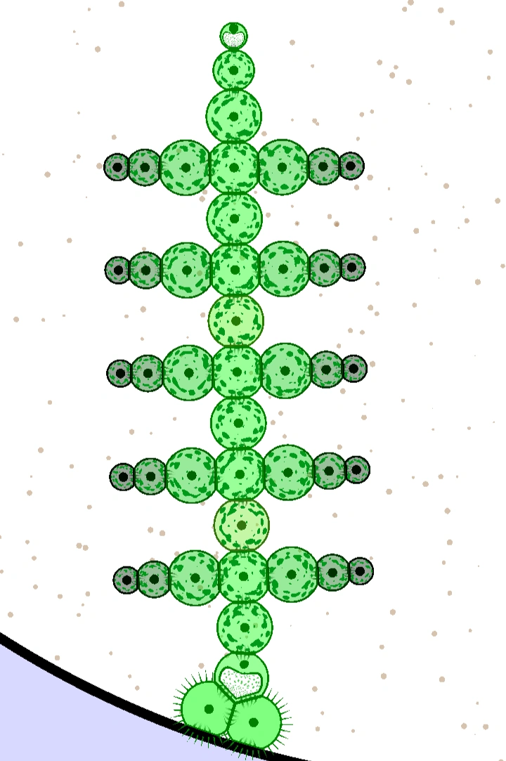 Laplideura | Cell Lab Wikia | Fandom