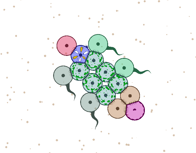 Pygmy Turtle | Cell Lab Wikia | Fandom