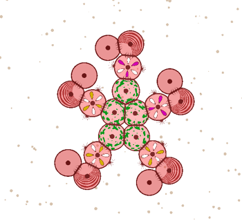 Starfish | Cell Lab Wikia | Fandom