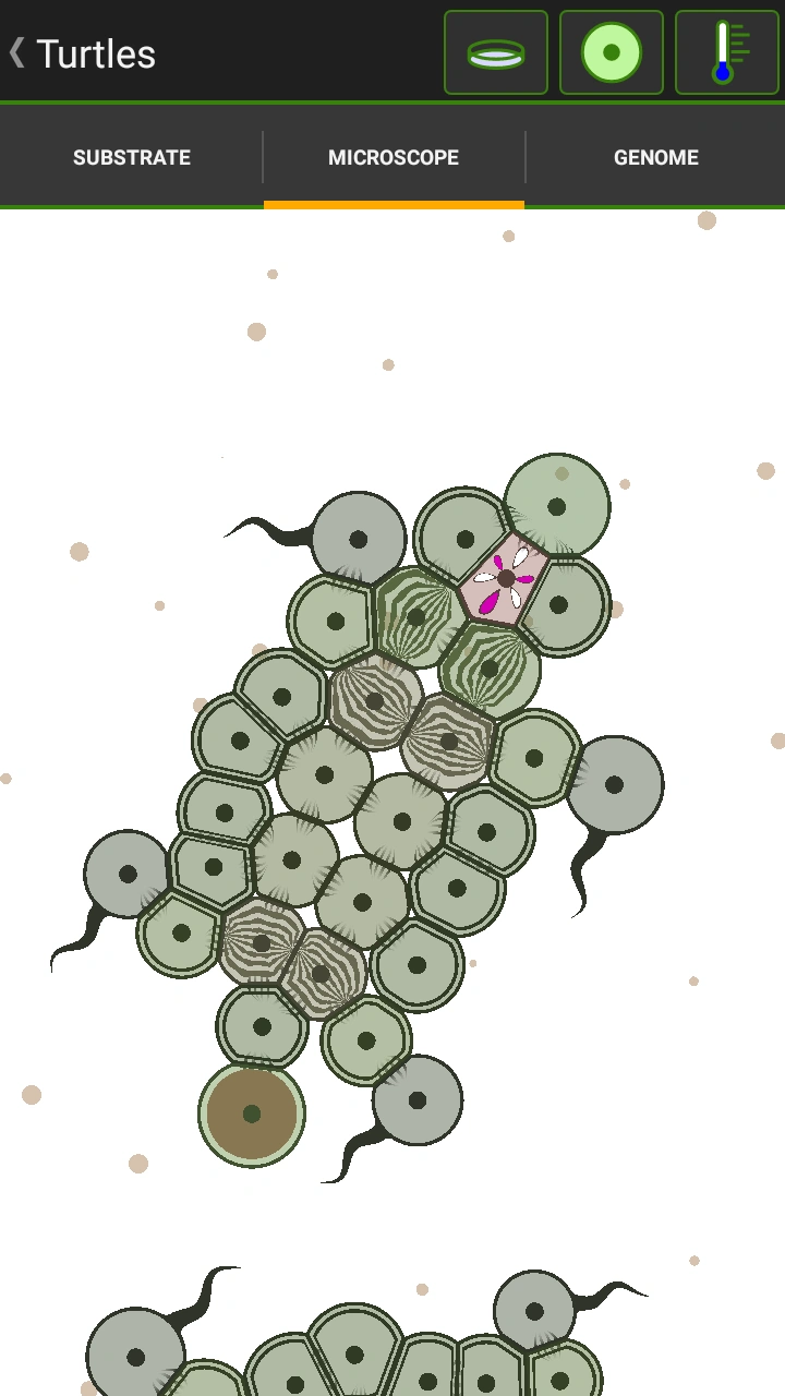 Turtle | Cell Lab Wikia | Fandom