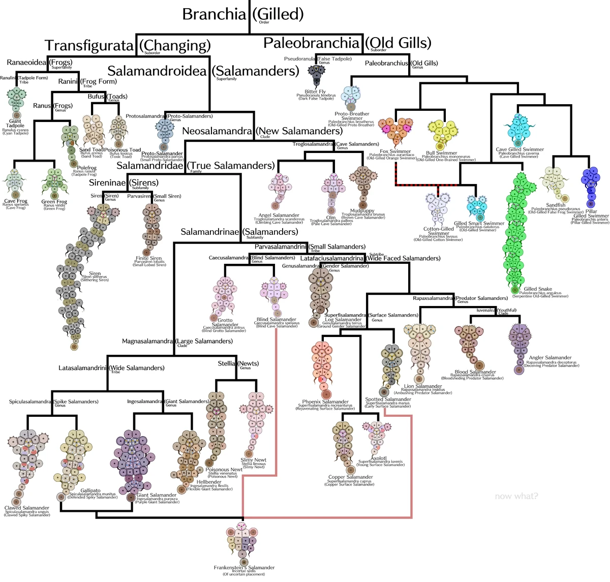 Branchia (Order) | Cell Lab Wikia | Fandom