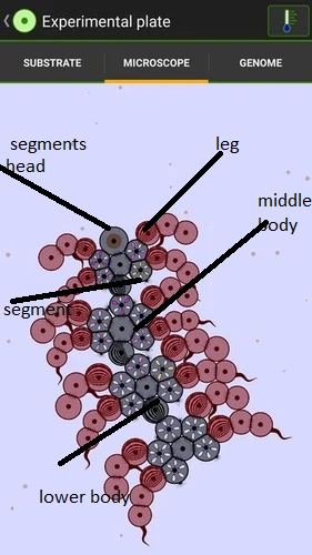 Centipede | Cell Lab Wikia | Fandom