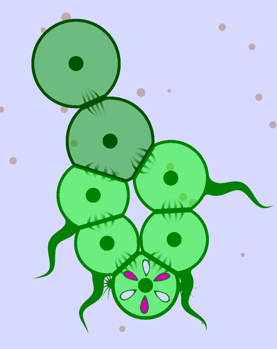 Category:Two Species | Cell Lab Wikia | Fandom