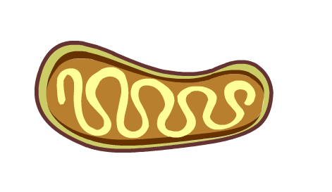 Mitochondrion | Cellbone Wiki | Fandom