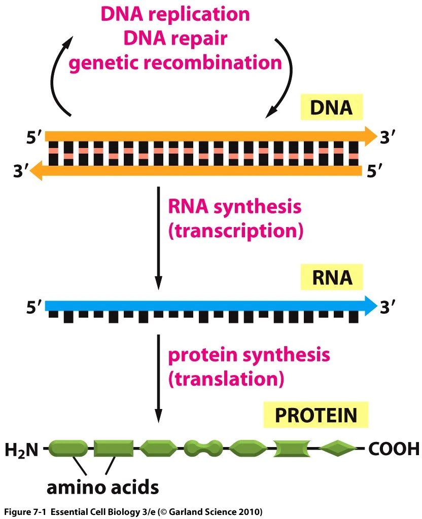 RNA | Cellebiologi Wiki | Fandom
