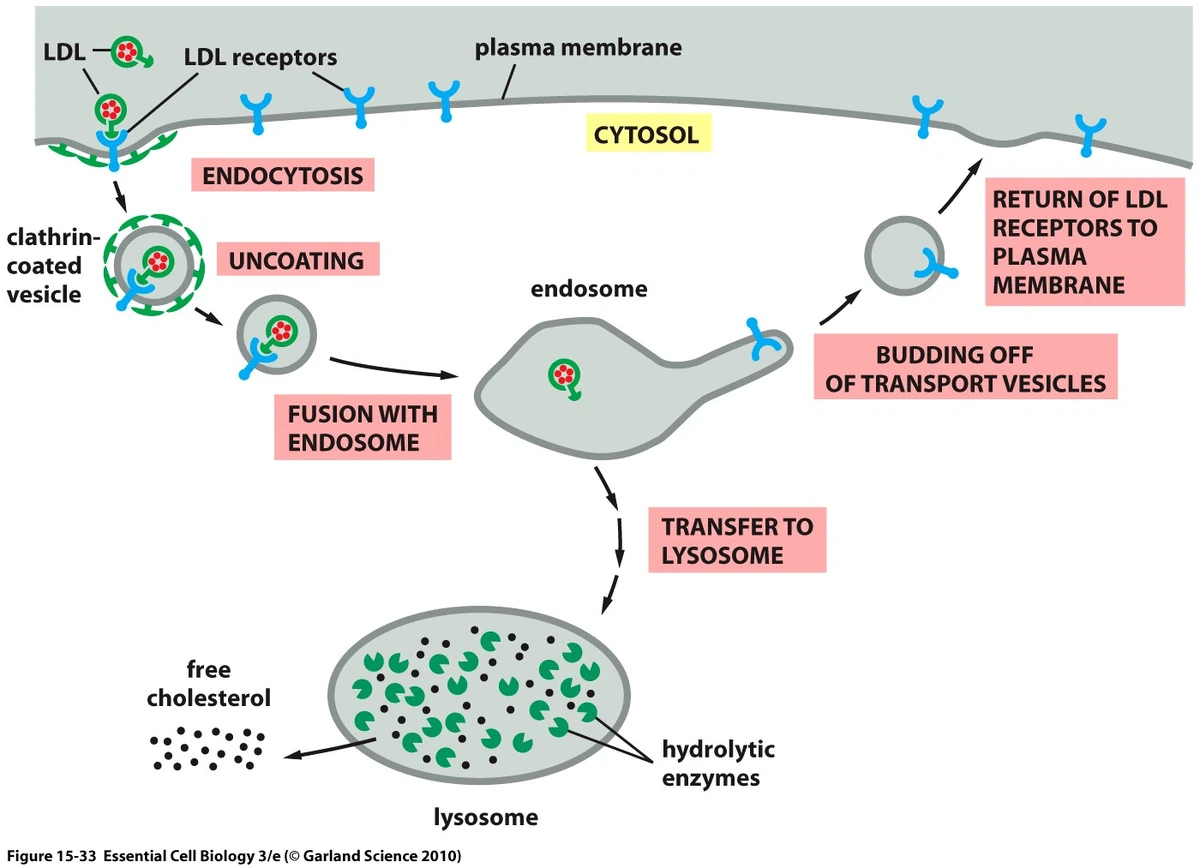 Endo og pinocytose | Cellebiologi Wiki | Fandom