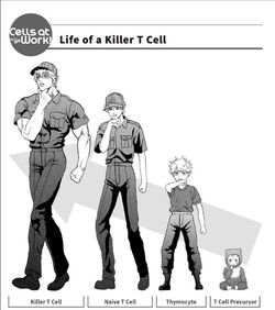 Killer T Cell Cells At Work