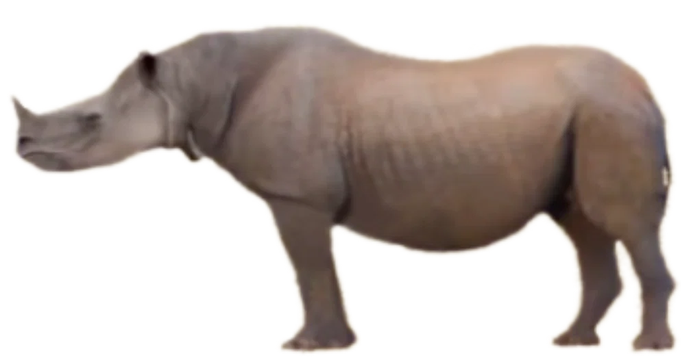 Diceratherium | Cenozoic Enclosure Wiki | Fandom