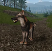 Dire Wolf | Cenozoic Survival (Rescript) Wiki | Fandom