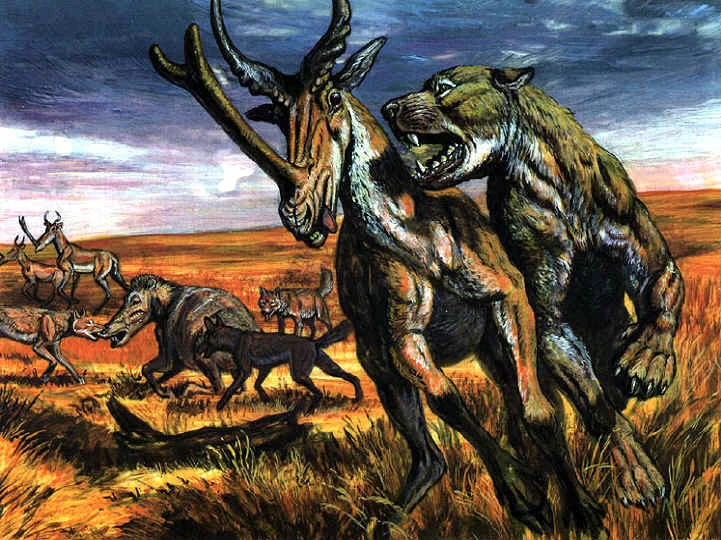 Borophagine dogs | Cenozoic era Wiki | Fandom