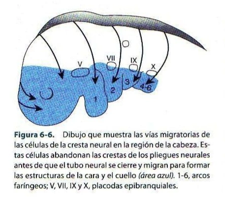 Migración de las células de la cresta neural | Central de Apuntes Med ...