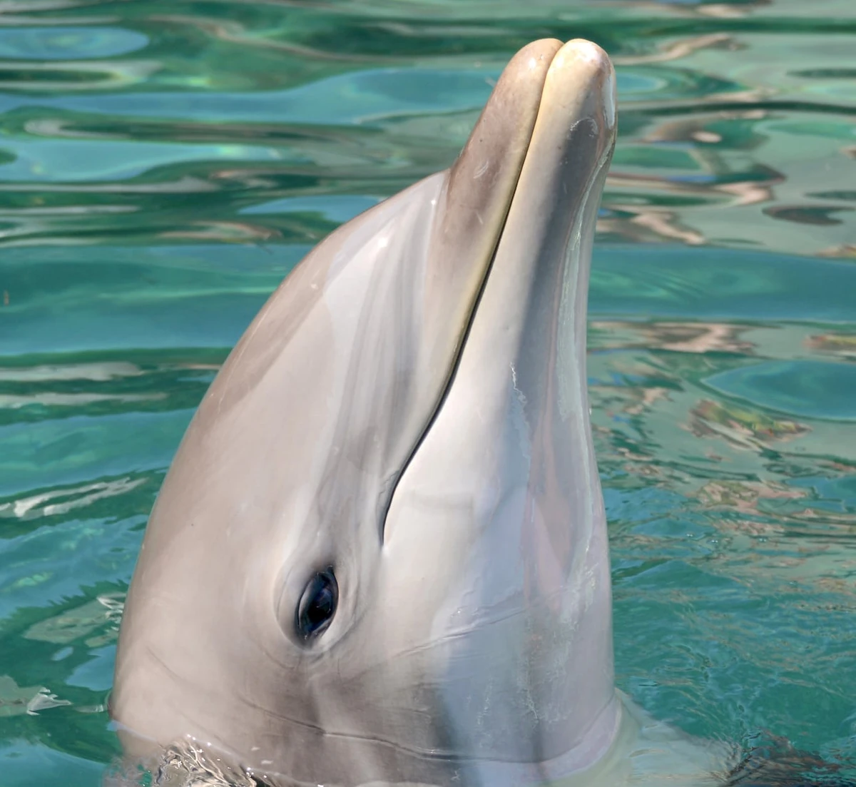 Cooper (DQB-2010) | Cetacea Wiki | Fandom