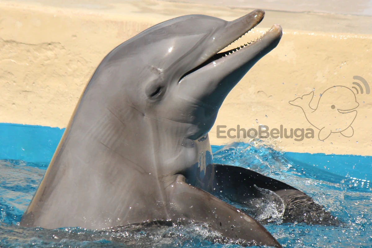 Comet (GWMP-2005) | Cetacea Wiki | Fandom