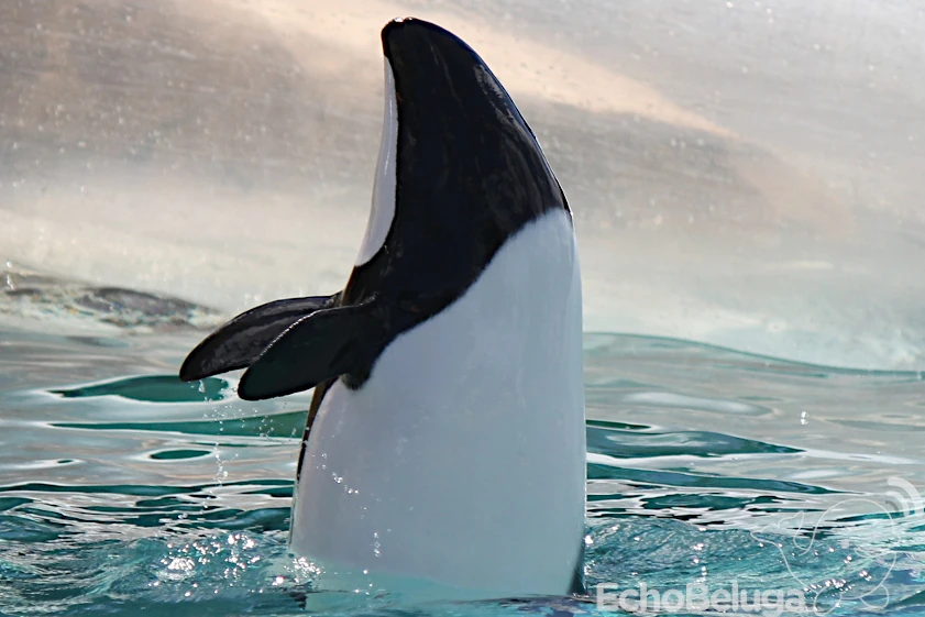 Keebler (SWC-1998) | Cetacea Wiki | Fandom