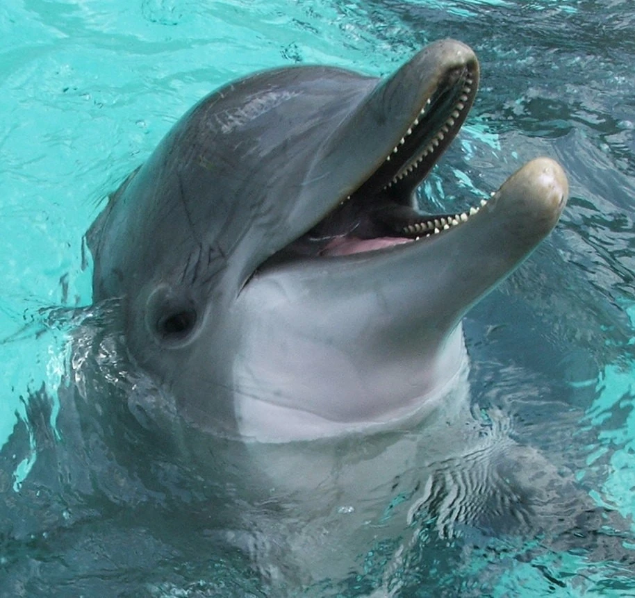 Tango (SWF-2000) | Cetacea Wiki | Fandom