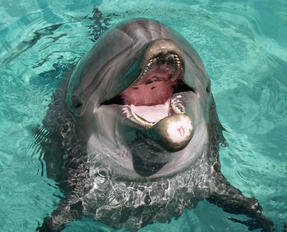 Ajax (SWC-1994) | Cetacea Wiki | Fandom