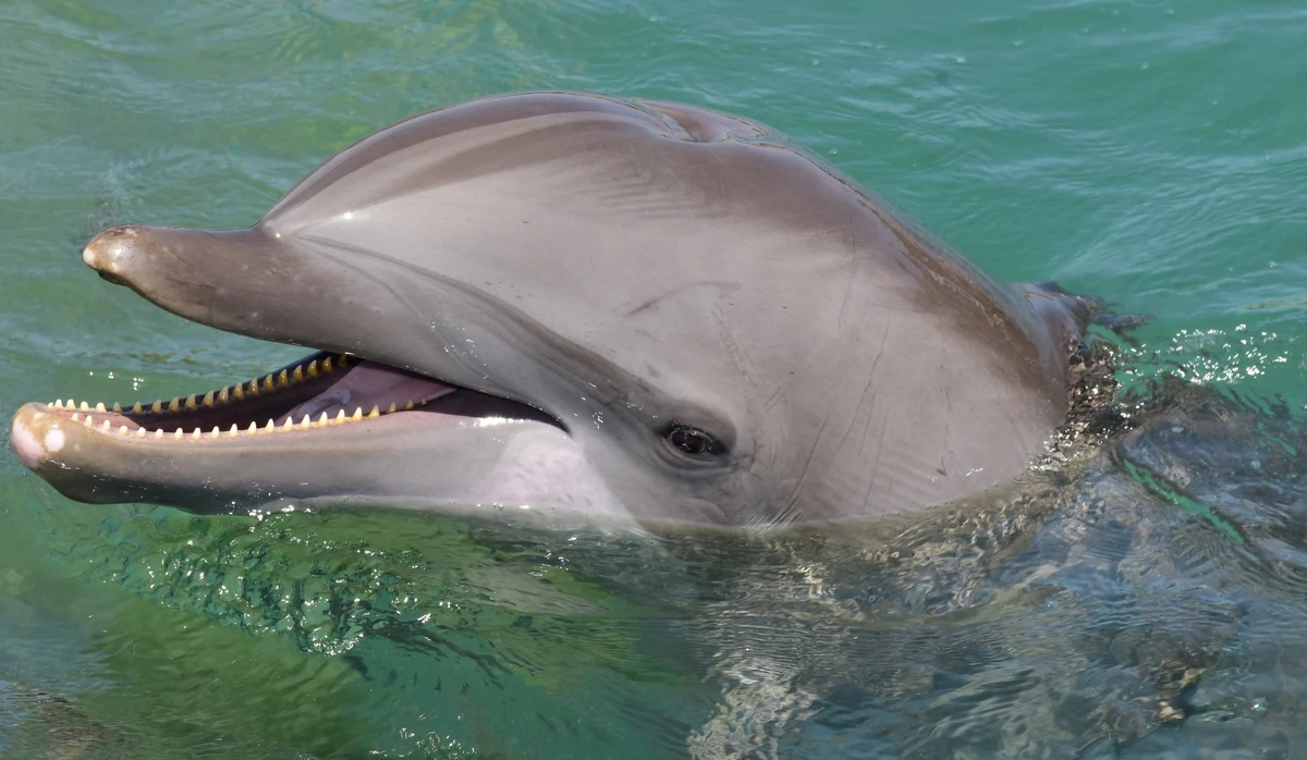 Balla (DCDK-2003) | Cetacea Wiki | Fandom