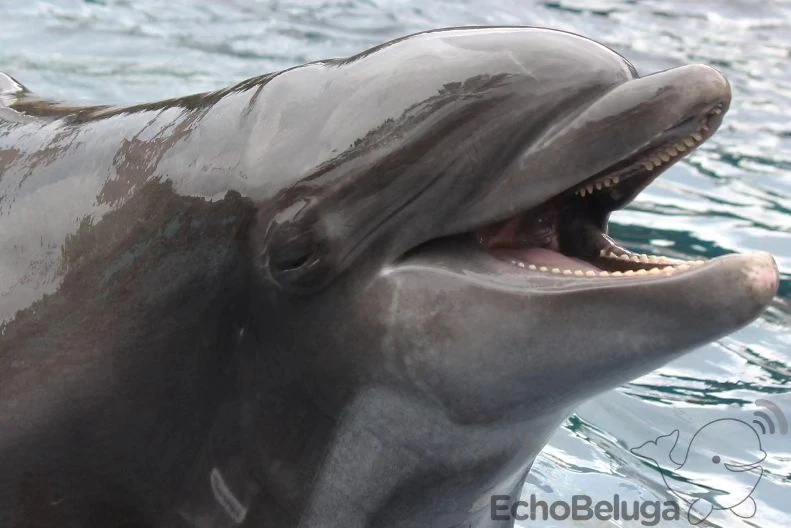 Nacha (SWC-1980) | Cetacea Wiki | Fandom