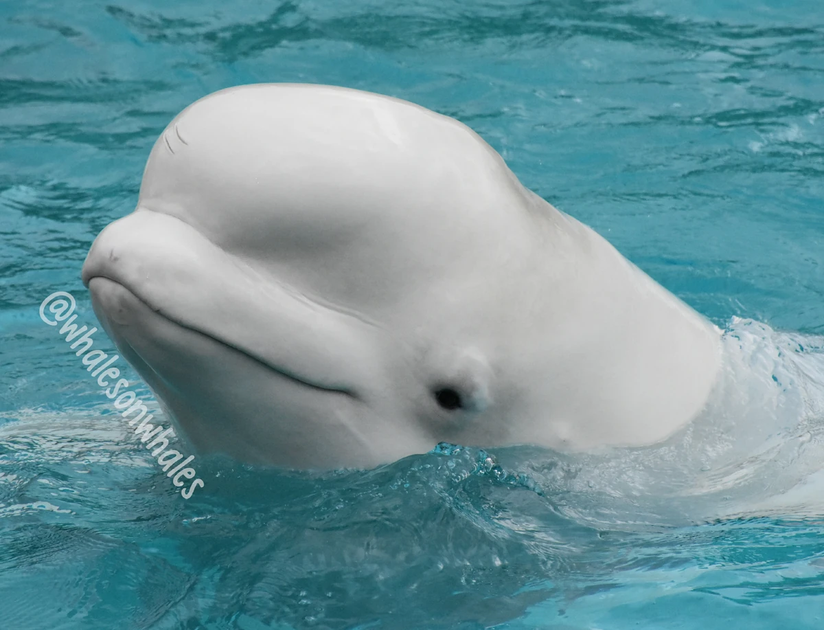 Gemini (UTMS-1999) | Cetacea Wiki | Fandom