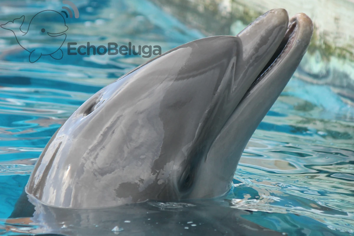 Turner (SWF-2012) | Cetacea Wiki | Fandom