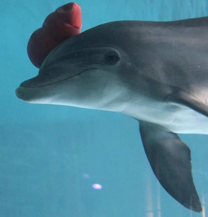 Apollo (SWF-2021) | Cetacea Wiki | Fandom