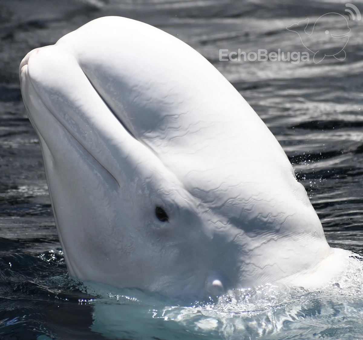 Oliver (SWT-2007) | Cetacea Wiki | Fandom