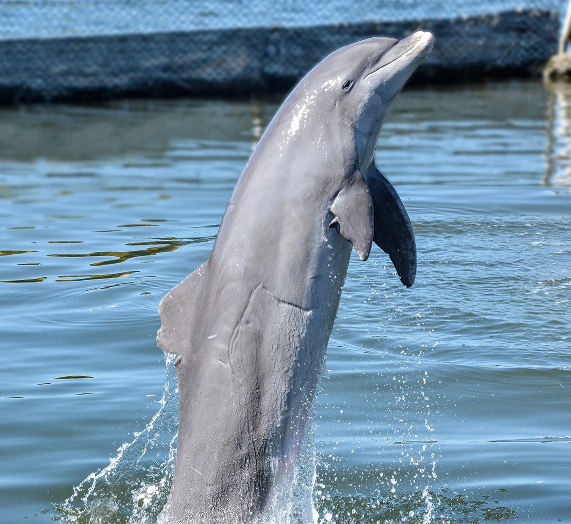 Jax (GWMP-2007) | Cetacea Wiki | Fandom