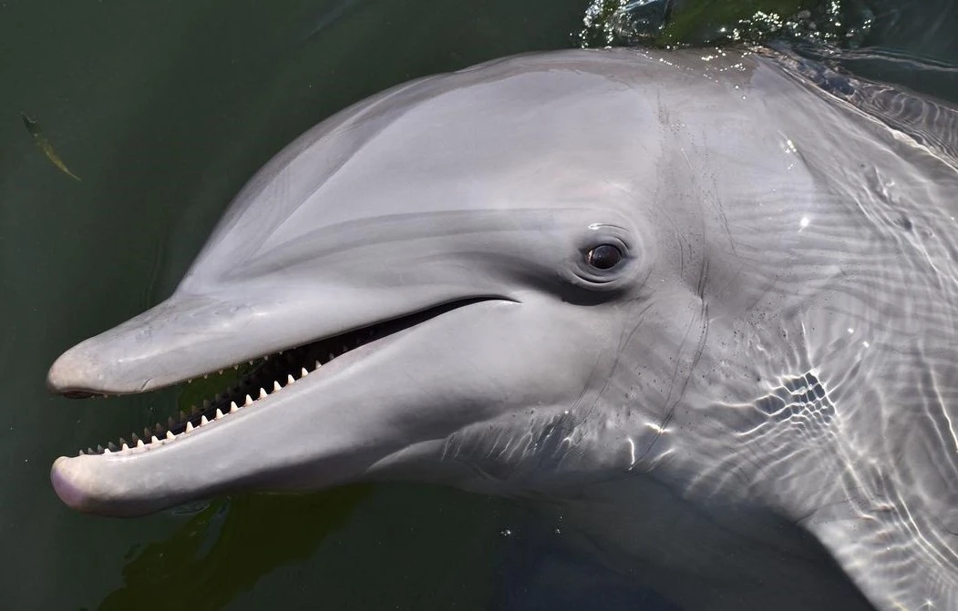 Baby Bit (DPMMR-2011) | Cetacea Wiki | Fandom
