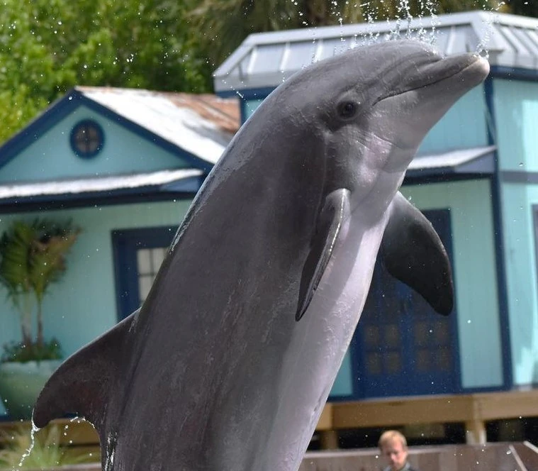 Roka (SWF-2009) | Cetacea Wiki | Fandom