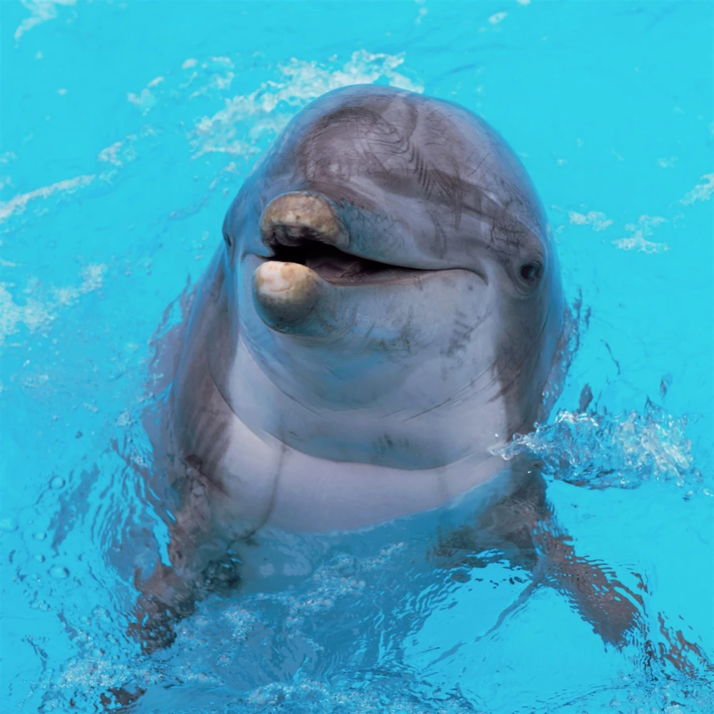 Apollo (WSP-1989) | Cetacea Wiki | Fandom