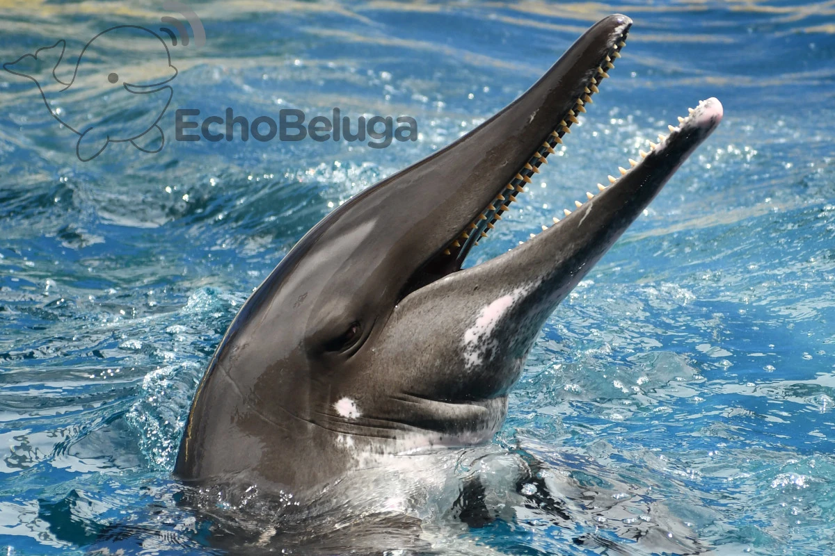 Largo (MMCN-2005) | Cetacea Wiki | Fandom