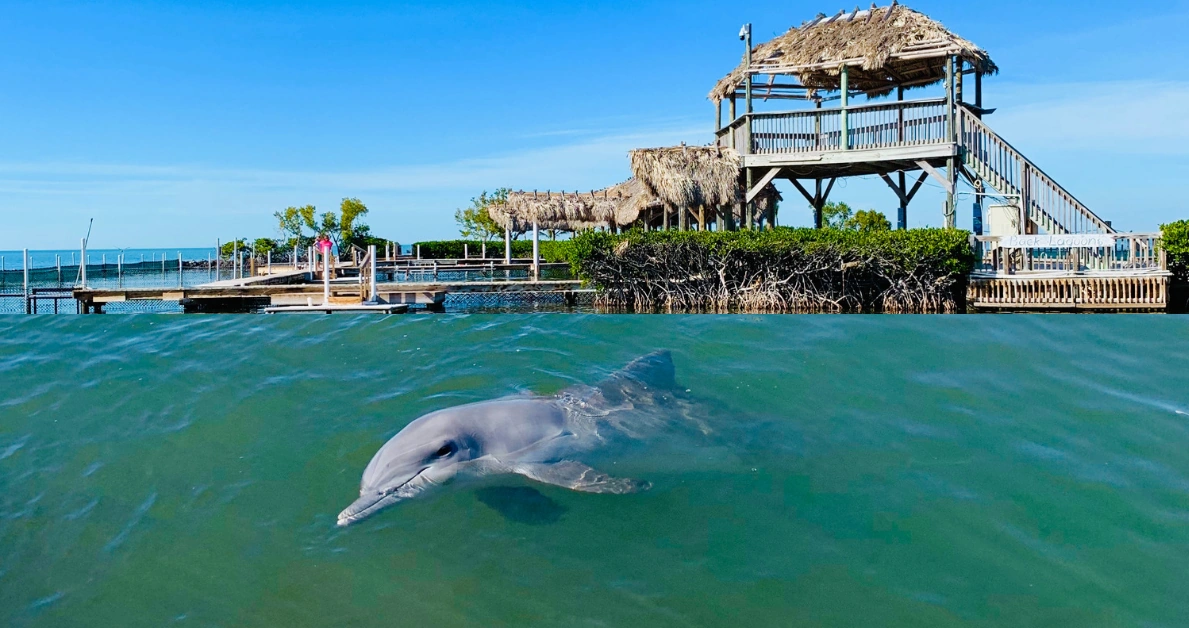 Dolphin Lagoons (DRC) | Cetacea Wiki | Fandom