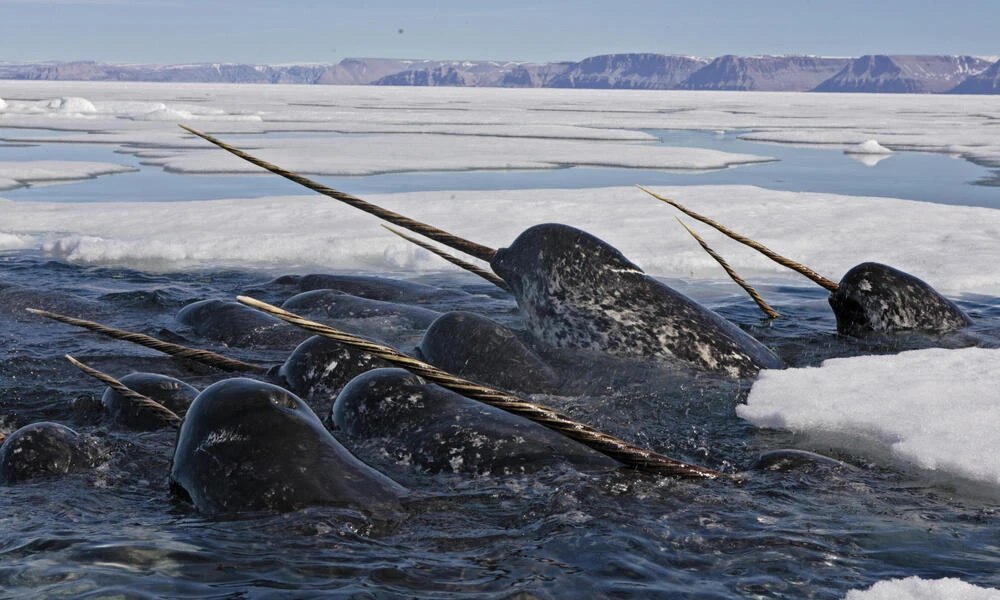 Narwhal | Cetacea Wiki | Fandom
