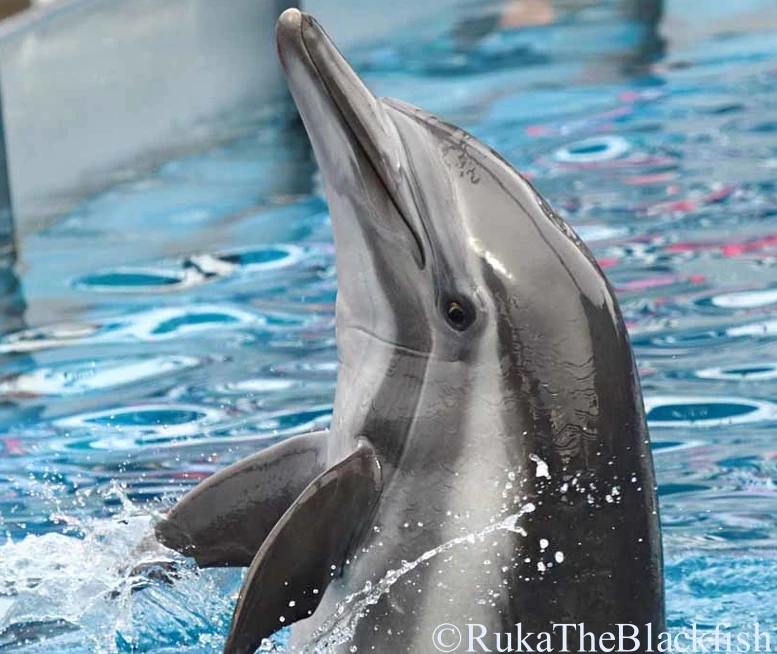 Bullet (SWC-1993) | Cetacea Wiki | Fandom