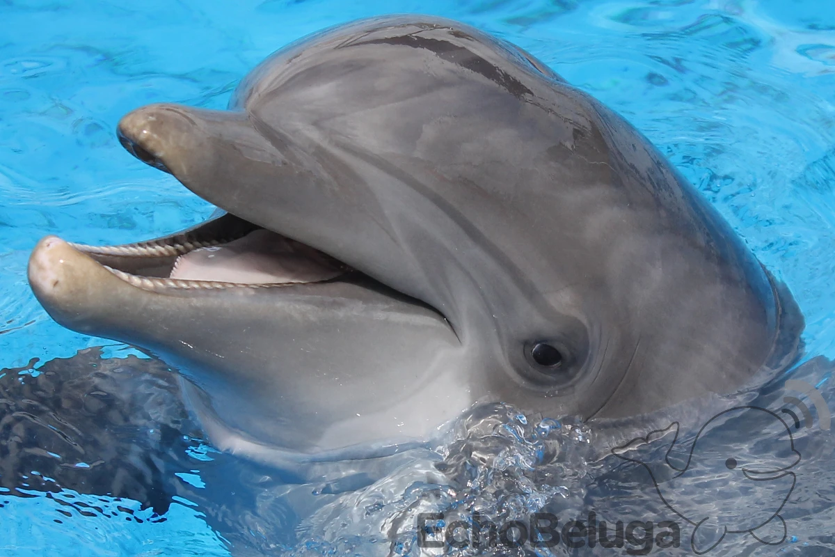 Lily (GMAP-2003) | Cetacea Wiki | Fandom