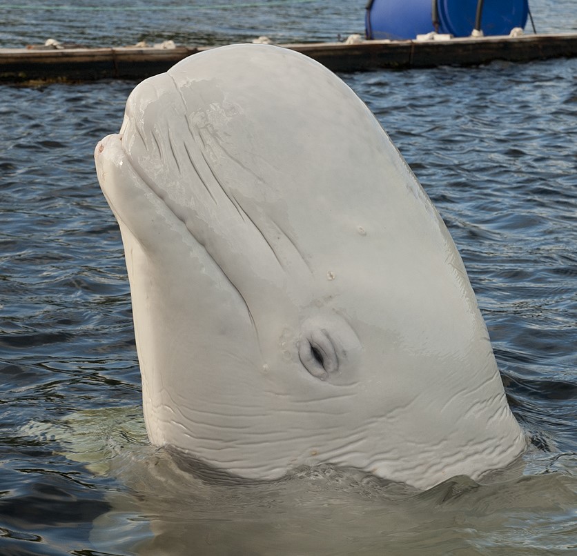 Igor Svmf 19xx Cetacea Wiki Fandom