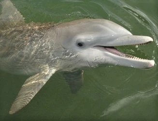 Windley (DRC-2013) | Cetacea Wiki | Fandom