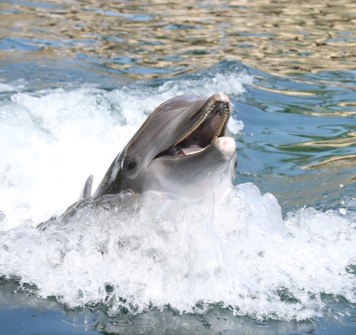 Lehua (DQH-2012) | Cetacea Wiki | Fandom